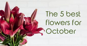 The 5 best flowers for October