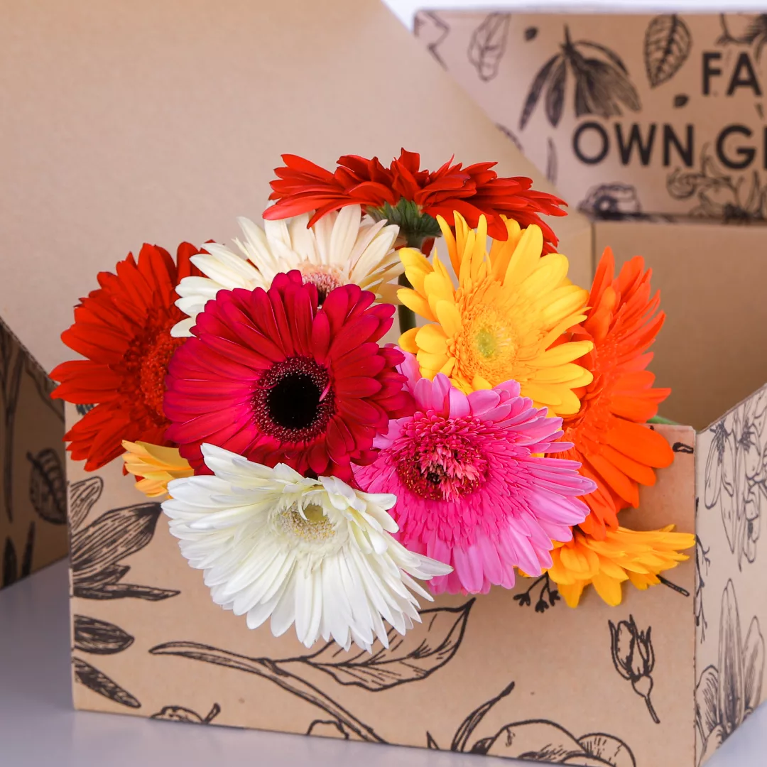 Mixed Colors of Gerbera Flowers - Online Flower Delivery UAE