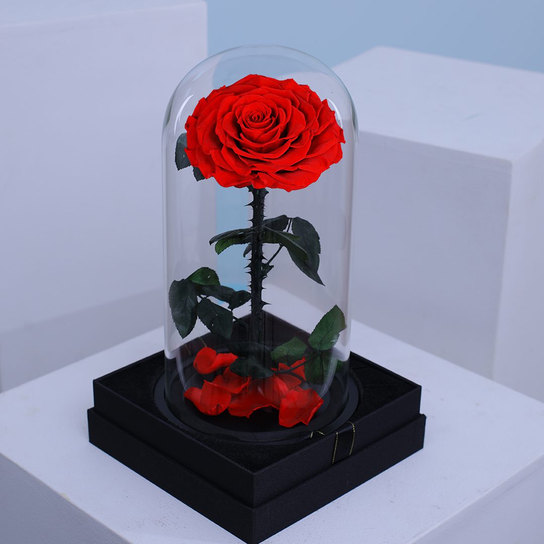 Single Red Forever Rose - Buy Beauty and The Beast Rose