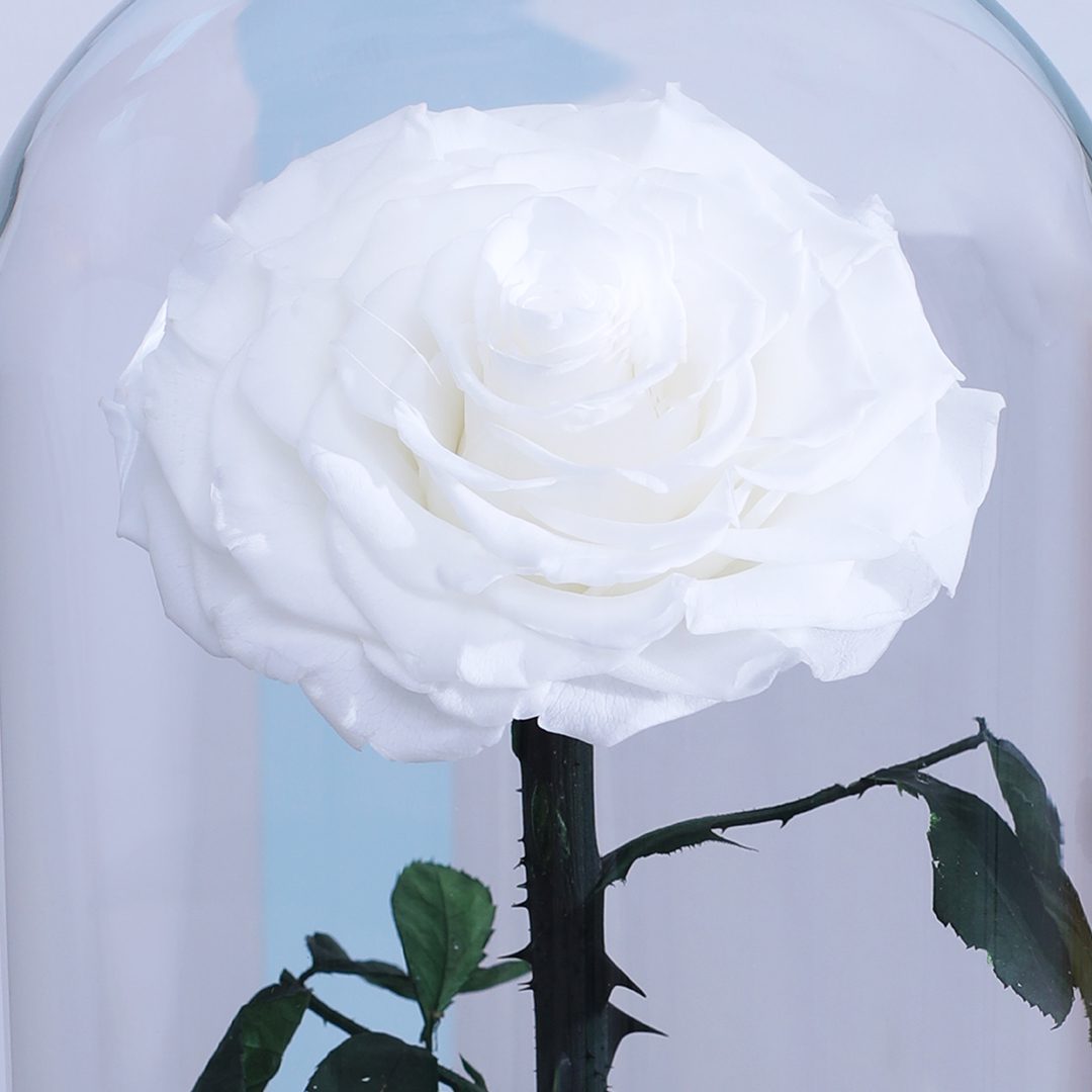 Single White Forever Rose | Pure Preserved white Elegance