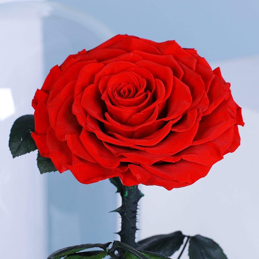 Single Red Forever Rose - Buy Beauty and The Beast Rose