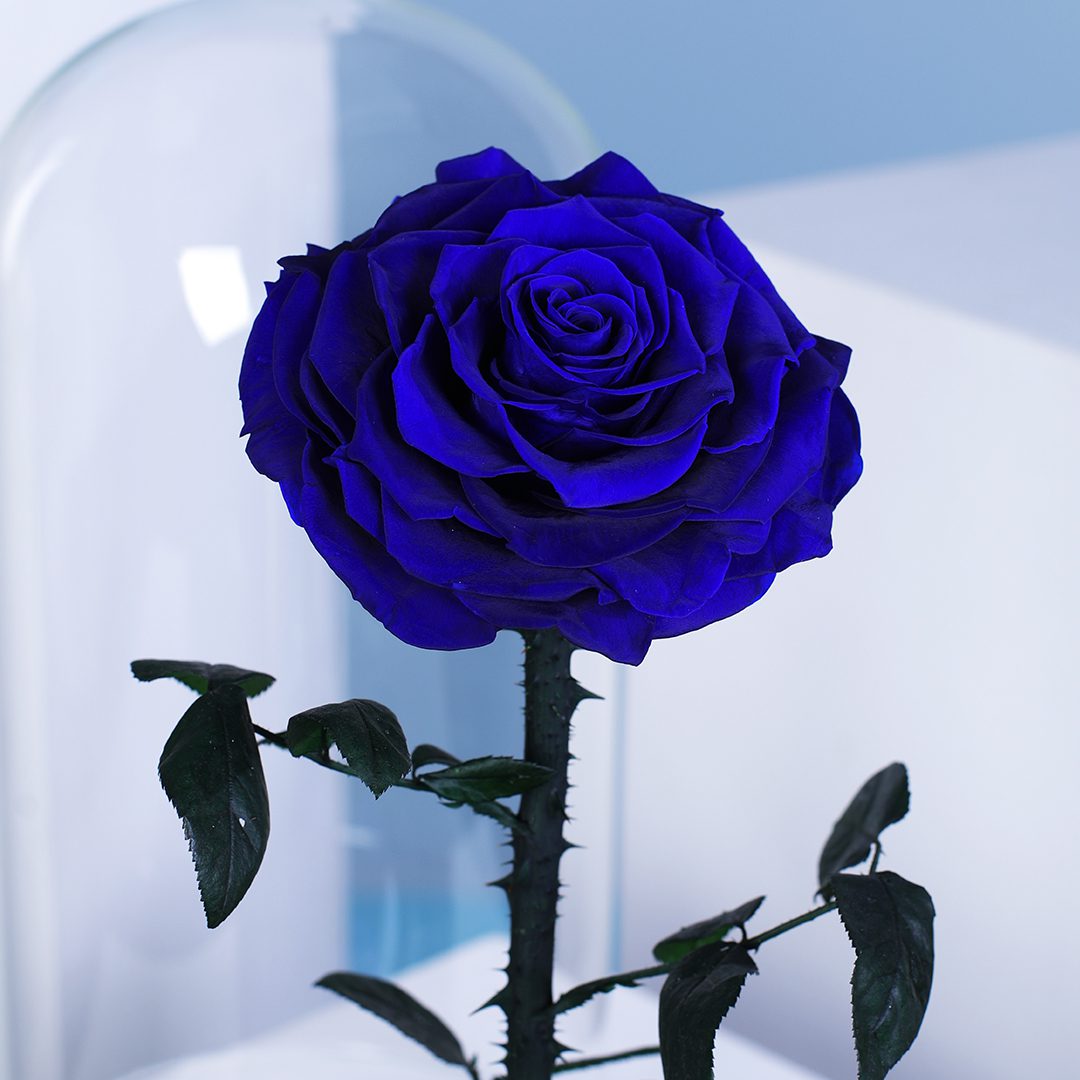 Single Blue Forever Rose | Shop Infinity Blue Bloom