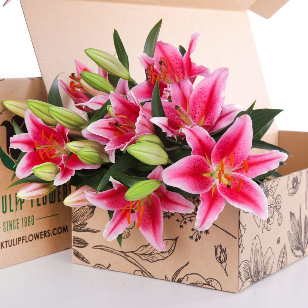 Lily Pink | Bunch of Pink Lilies