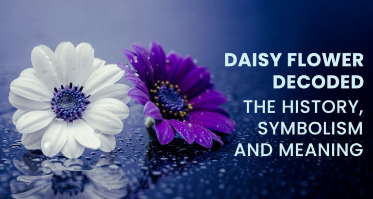 Daisy Flower Decoded: The History, Symbolism and Meaning