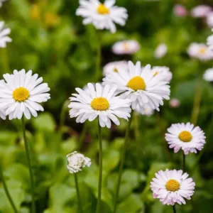 Daisy Flower Decoded: The History, Symbolism and Meaning