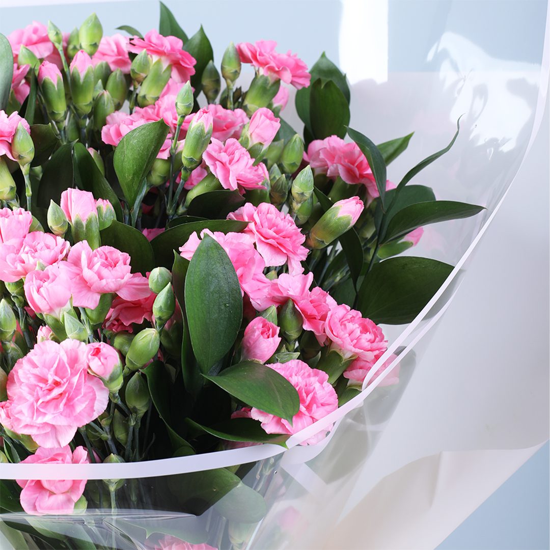 20 Light Pink Carnations & Teddy | First Valentine Gift