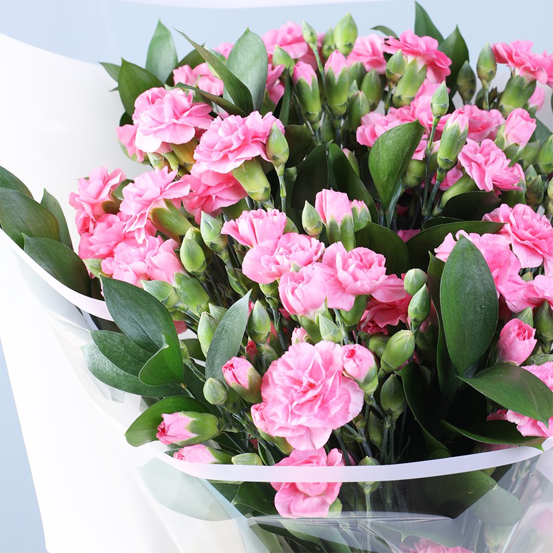 20 Light Pink Carnations & Teddy | First Valentine Gift