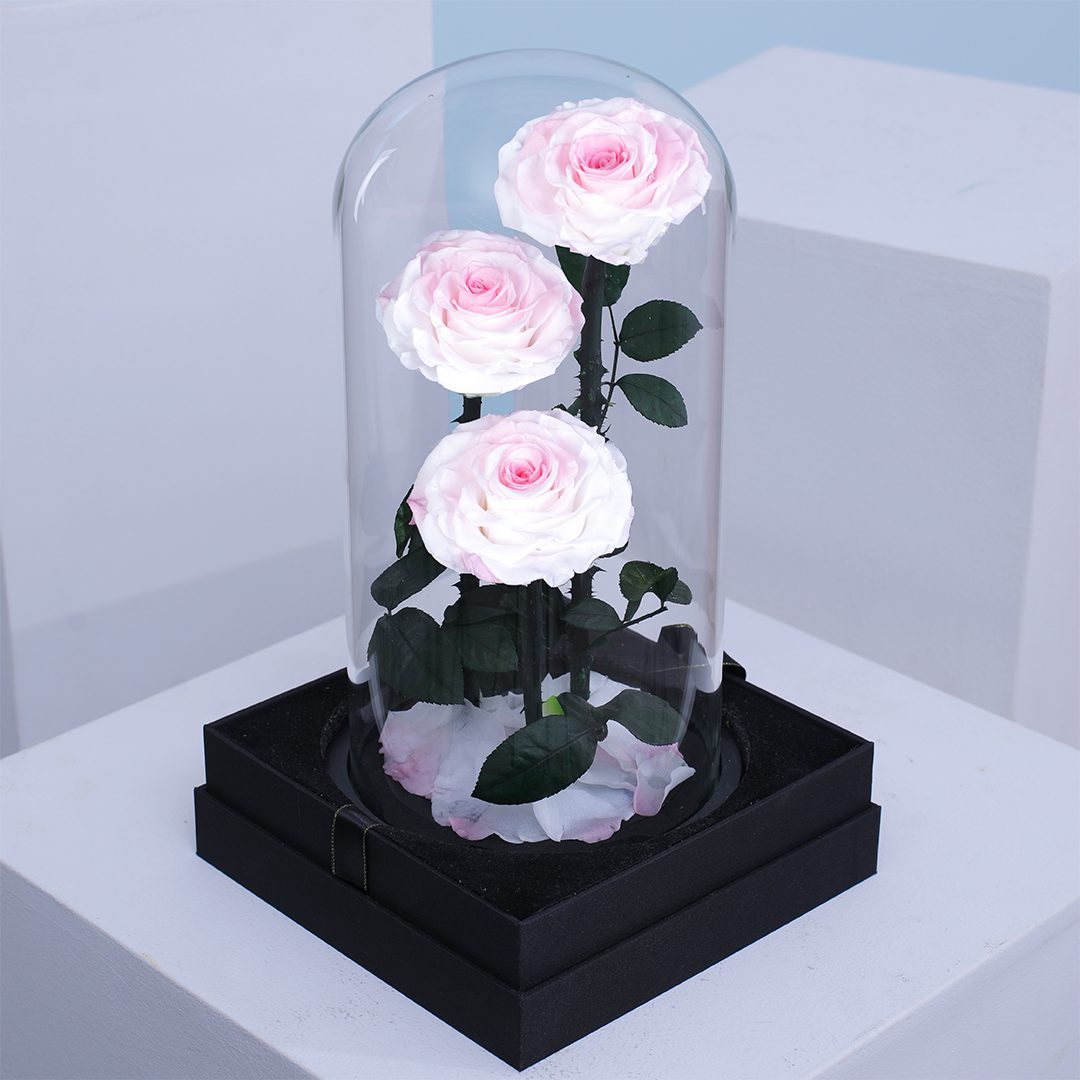 Pink and White Trio Forever Rose | Elegant Eternal Bloom